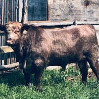 About – COOL BLUE FARMS